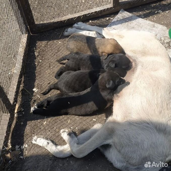 Отдам даром бесплатно щенят