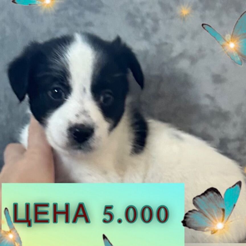 Джек-рассел-терьер, щенок