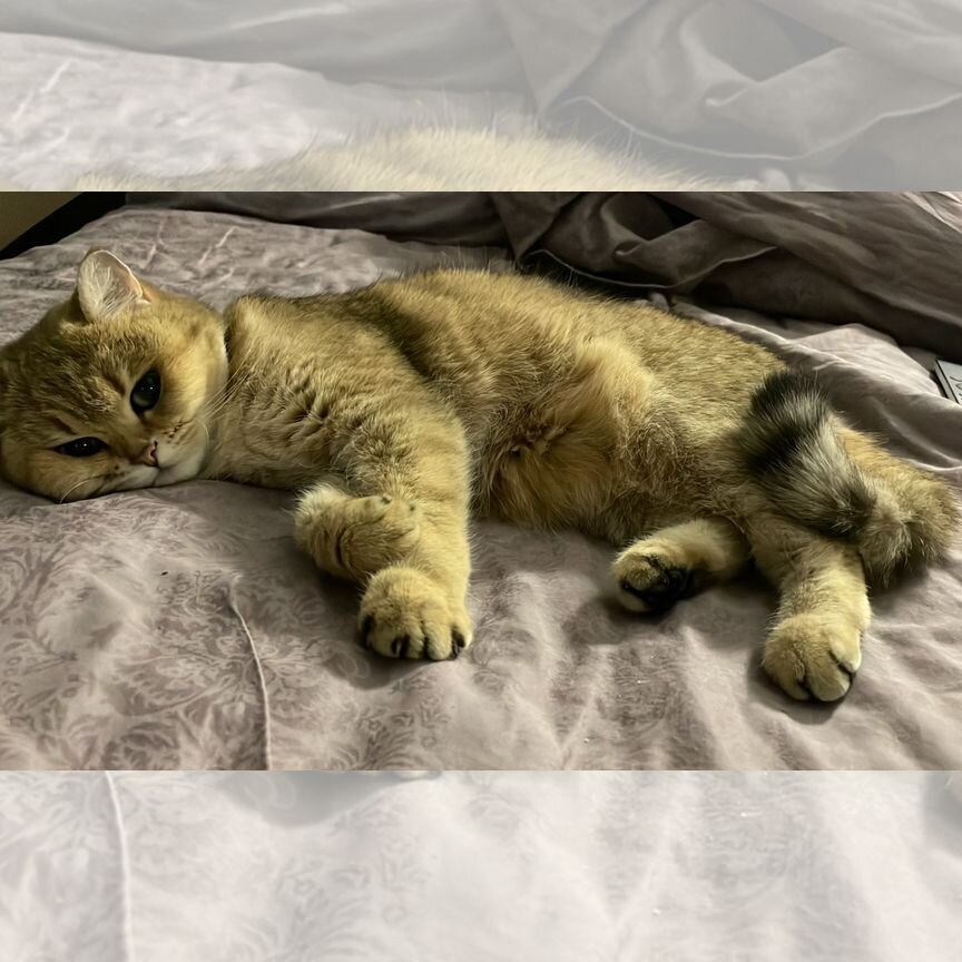 Вязка кошек