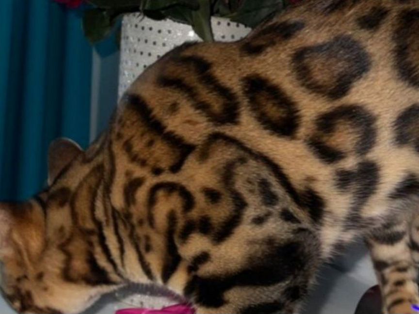 Семья бенгальских кошек