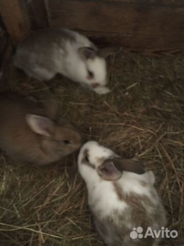 Крольчата крупных пород