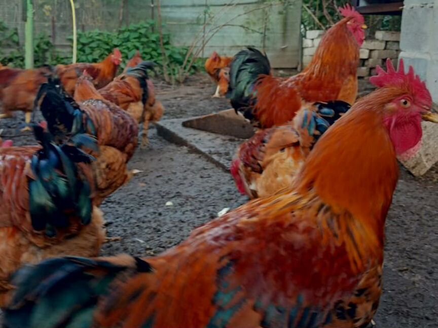 П етухи кучинская юбилейная порода