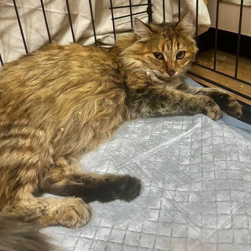 Взрослая кошка в добрые руки