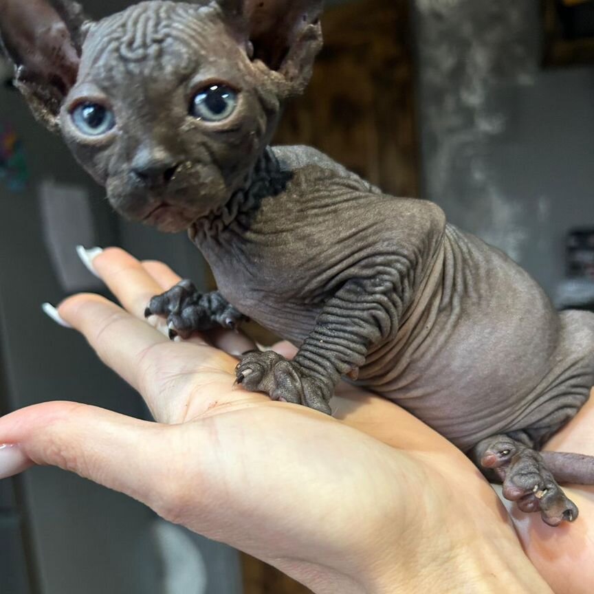 Канадский сфинкс