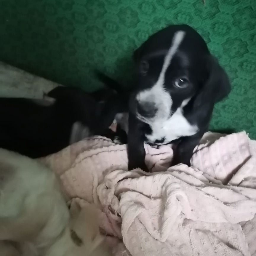 Щенки помесь спаниэля и дворняги