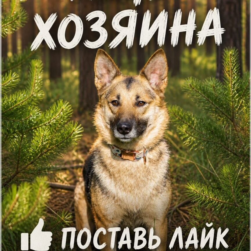 Немецкая овчарка, взрослая собака