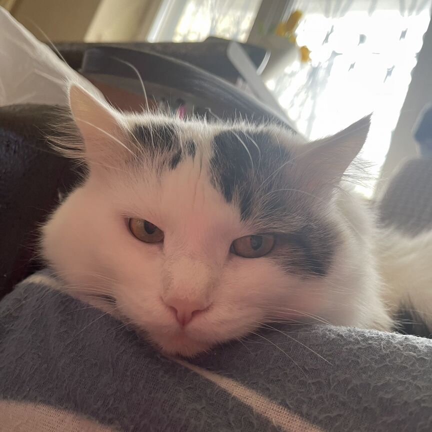 Отдам бесплатно котика