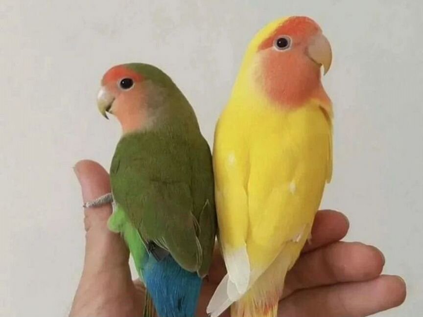 Попугай неразлучник