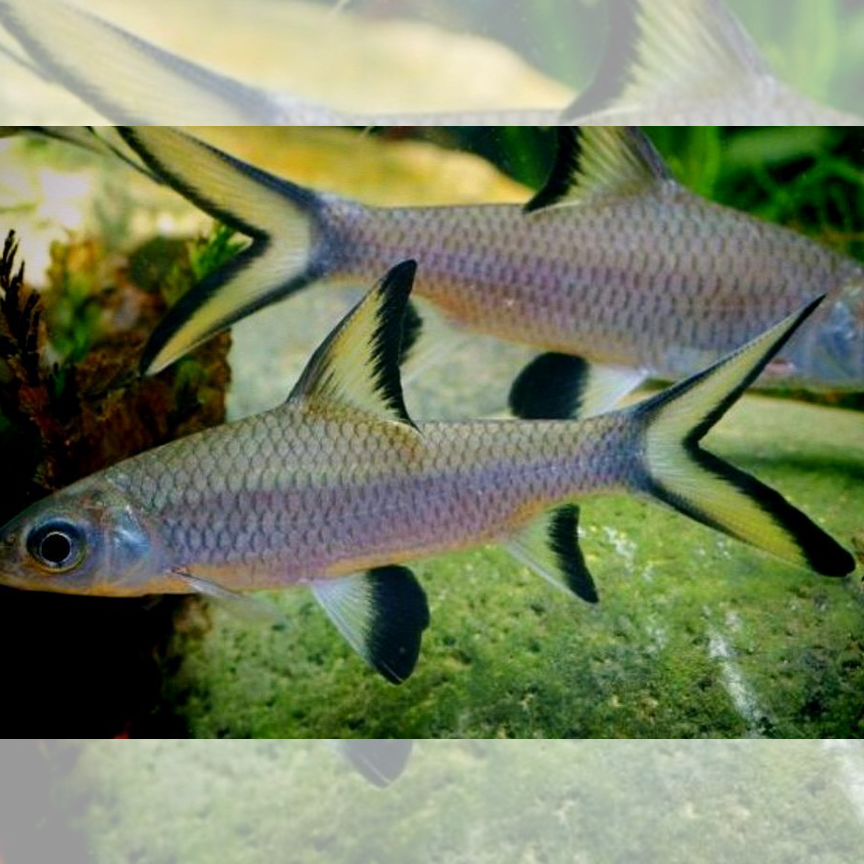 Аквариумные рыбки