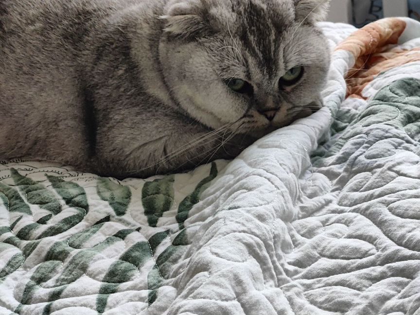 Шотландская вислоухая кошка бесплатно