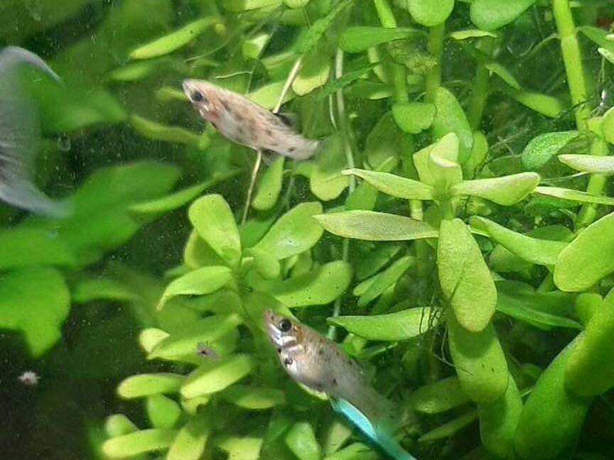 Моллинезия мальки