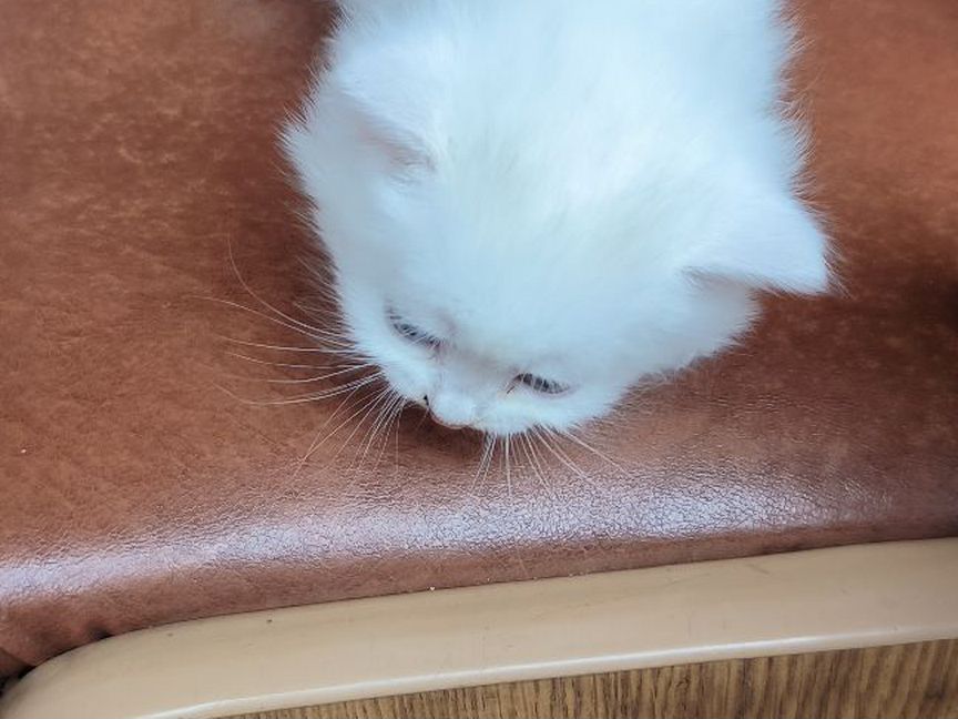 Кот