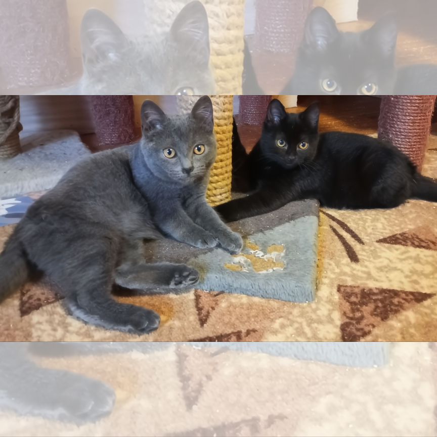 Британский короткошёрстный котёнок