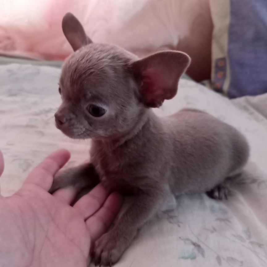 Лиловый принц