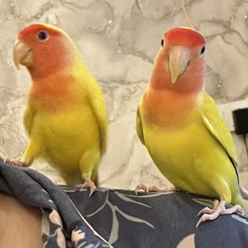 Пара неразлучников