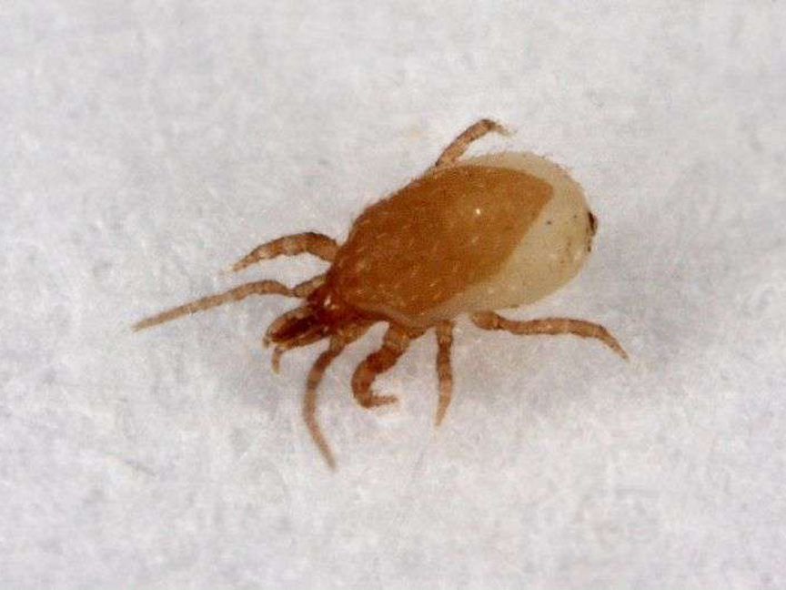 Хищный клещ Hypoaspis miles