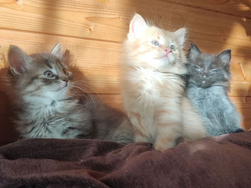 Котята в дар бесплатно