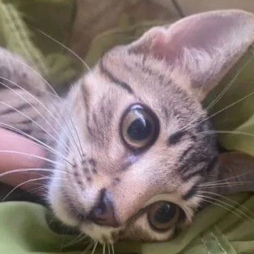 Полосатый котенок мальчик