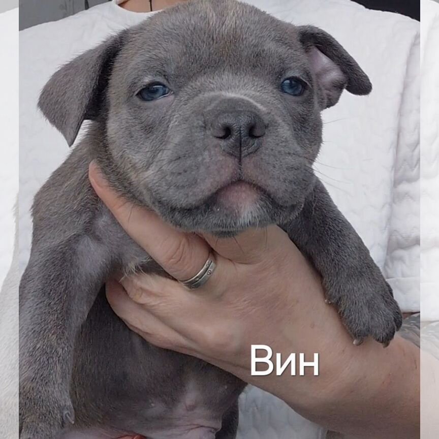 Американский булли, щенок