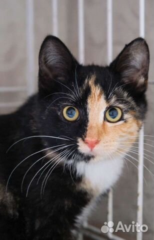Кошка 5.5 мес