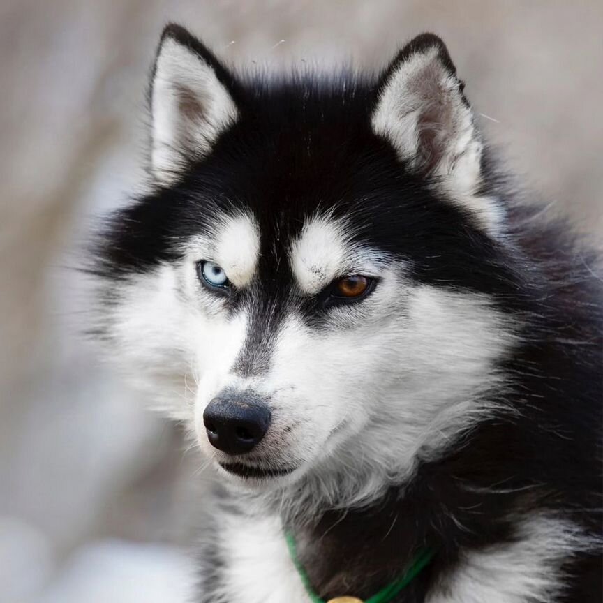 Сибирский хаски, Ёжик