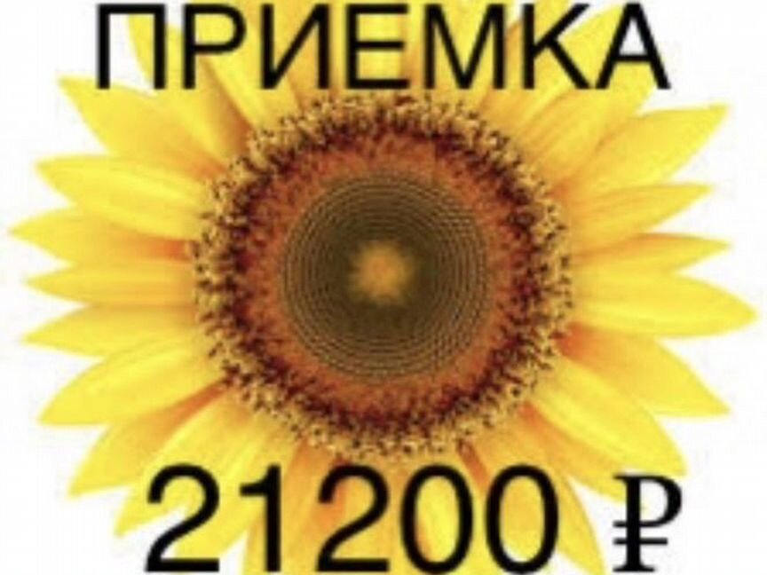 Подсолнечник