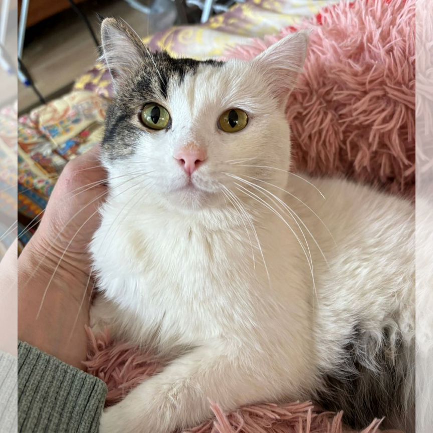 Взрослый кот в добрые руки