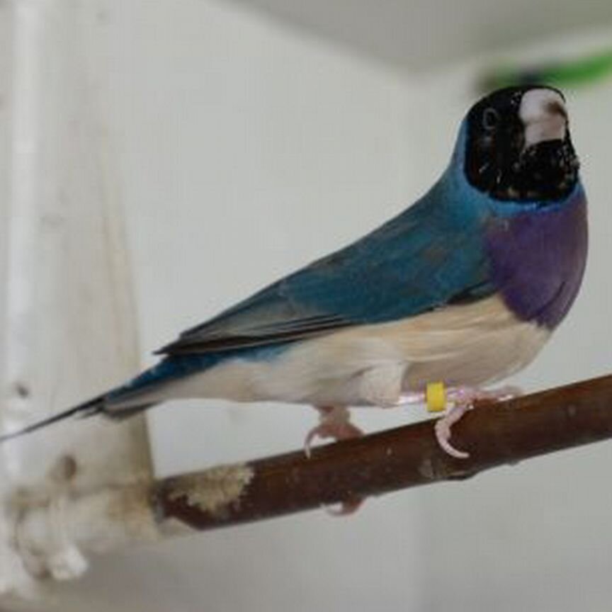 Амадины Гульда