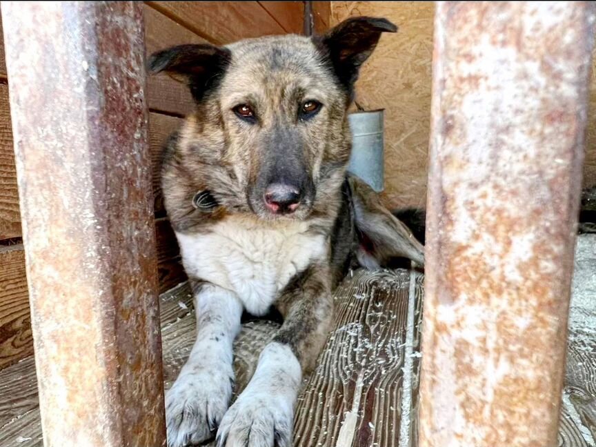 Даша из приюта ищет дом