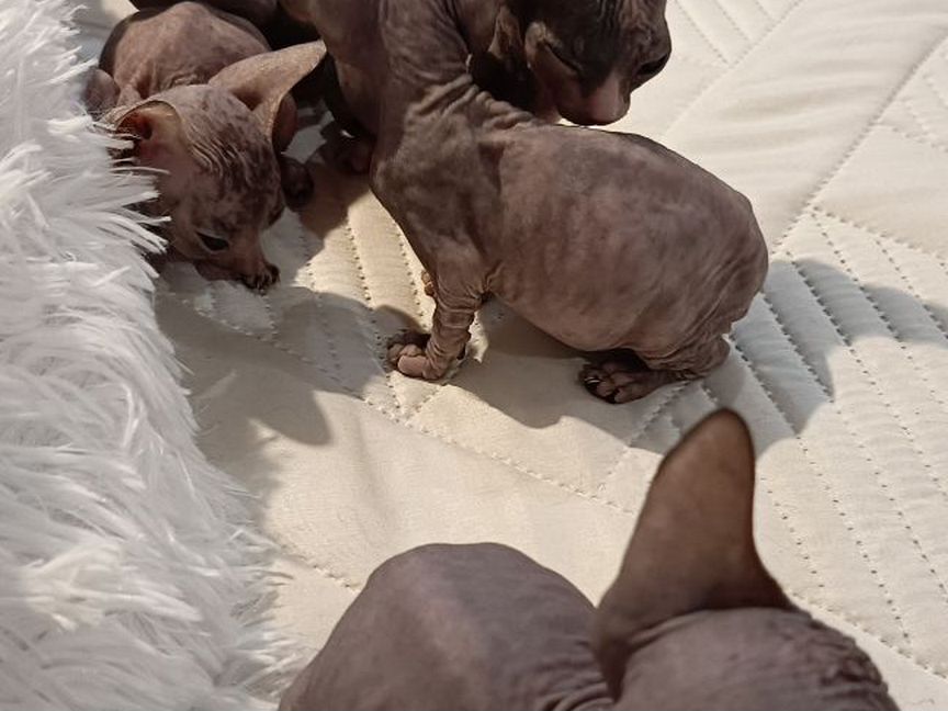 Котята сфинксики