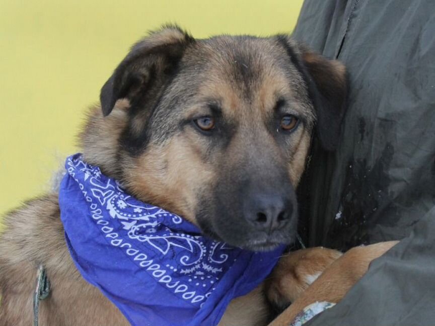 Молодой пёс Бурбон в добрые руки