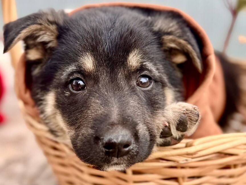 Лучшие охранники карапузики. Щенки