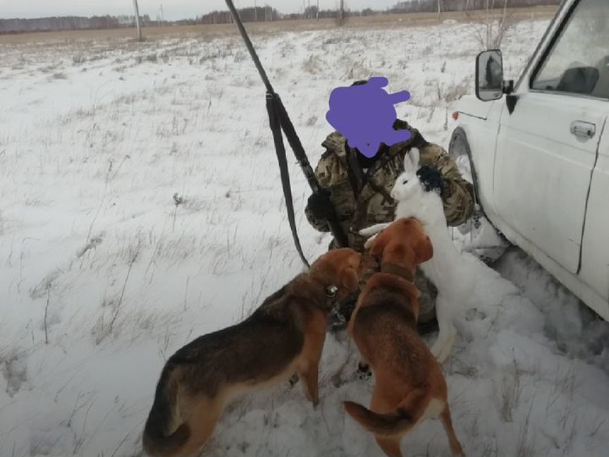 Щенки Русские Гончие