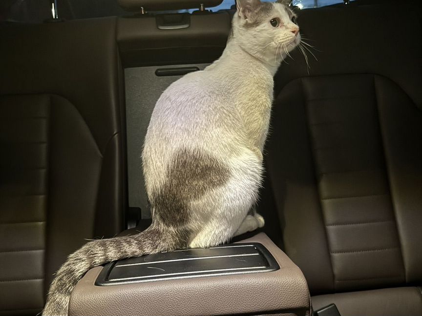 Ручки для кошки sos