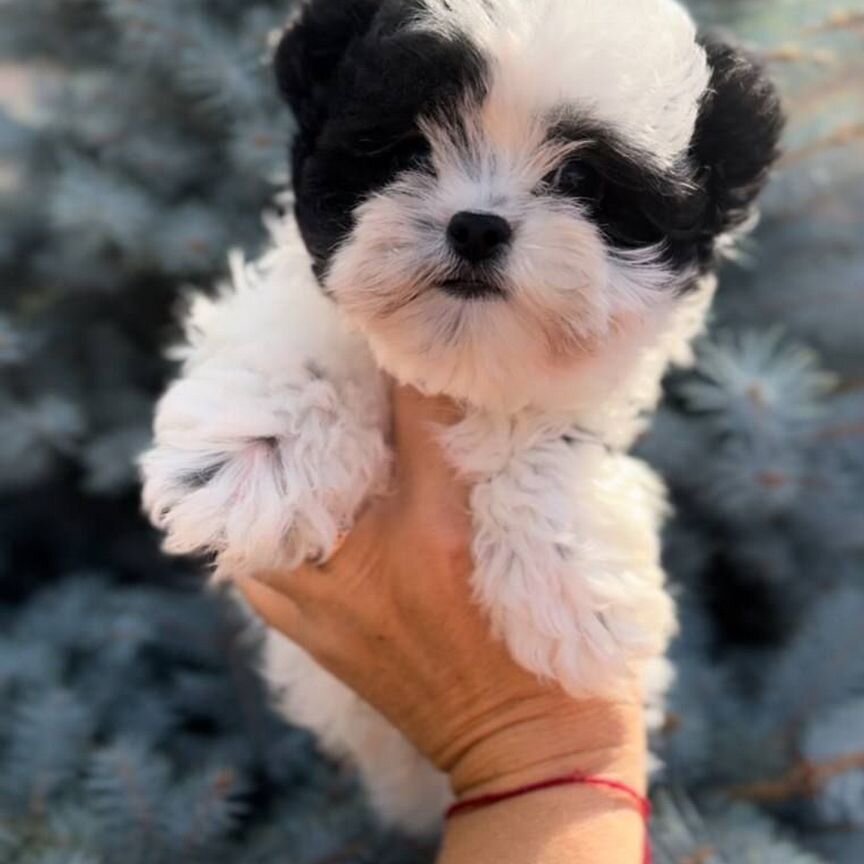 Пушон мальтипу биколор