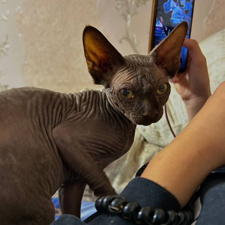 Канадский сфинкс