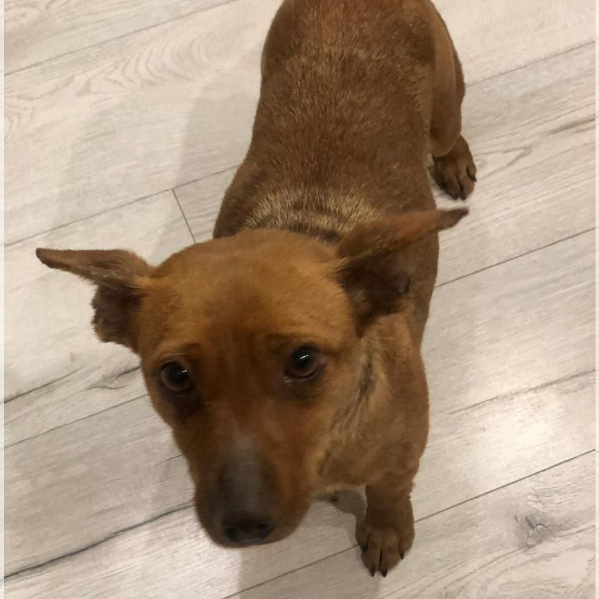 Маленькая брошенная собачка ищет дом