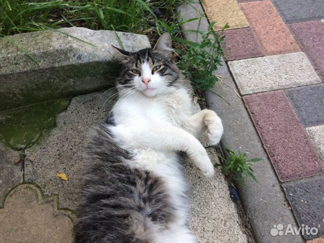 Котик крупный, красивый, пушистый