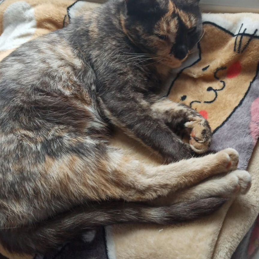 Кошка ищет дом в добрые руки