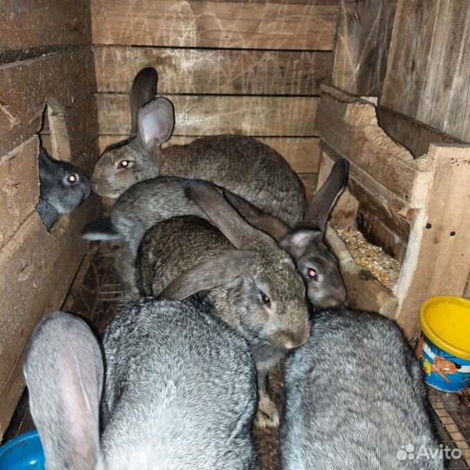 Кролики серый великан