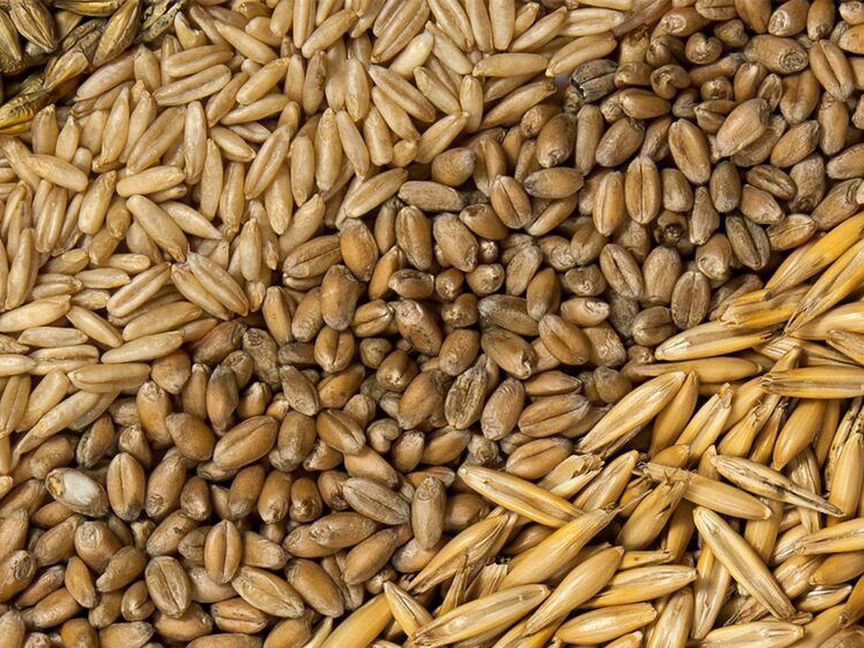 Пшеница, рожь, овес, ячмень