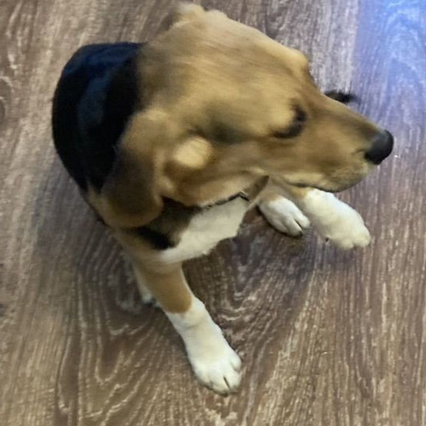 Бигль, щенок