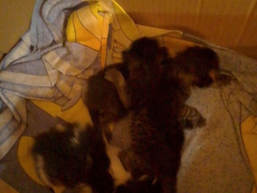 Отдаю в хорошие руки этих милых крохотных котят