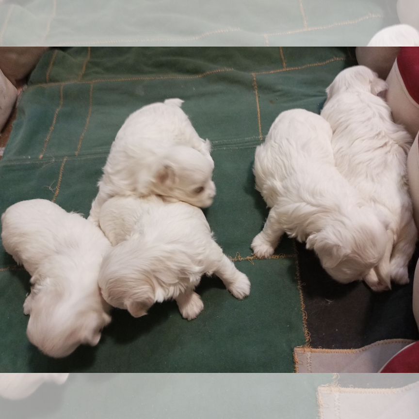 Щенки мальтийский болонки