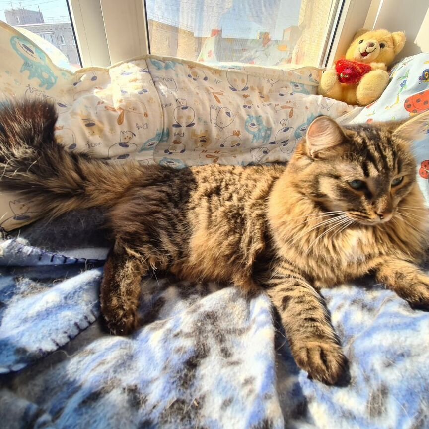 Кошечка в добрые руки