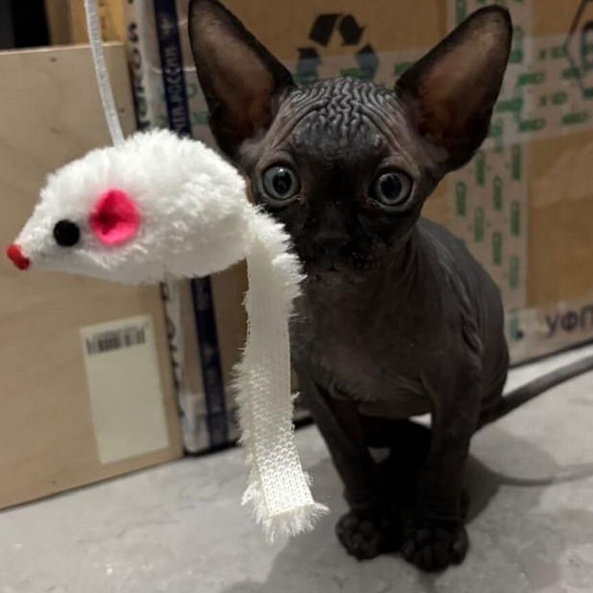 Канадский сфинкс котёнок