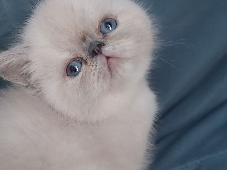 Котята экзот