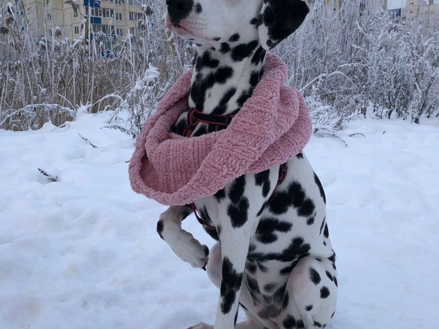 Далматиночка