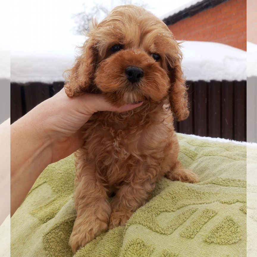 Кокапу, щенок