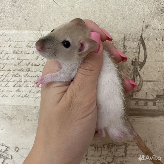 Ручные крысята Дамбо